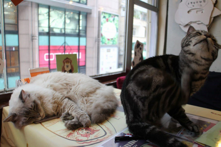 9 Cat Cafés In Hong Kong You Can't Miss (2026) - The HK HUB