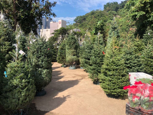 15 Places To Buy Christmas Trees In Hong Kong - The HK HUB