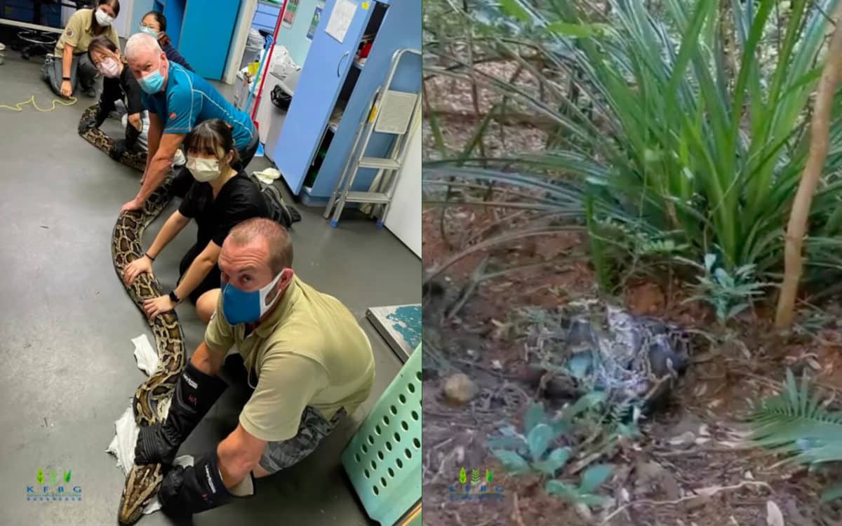 4.89m Burmese Python Released Back Into The Wild In Sai Kung - The HK HUB