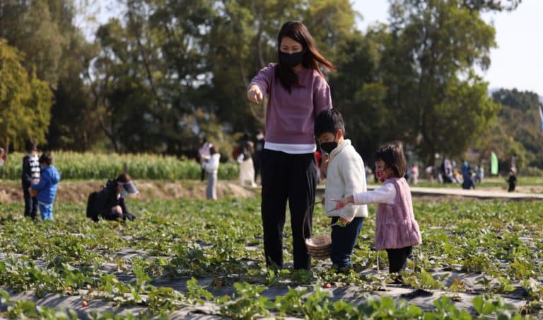 7 Best Strawberry Farms In Hong Kong - The HK HUB