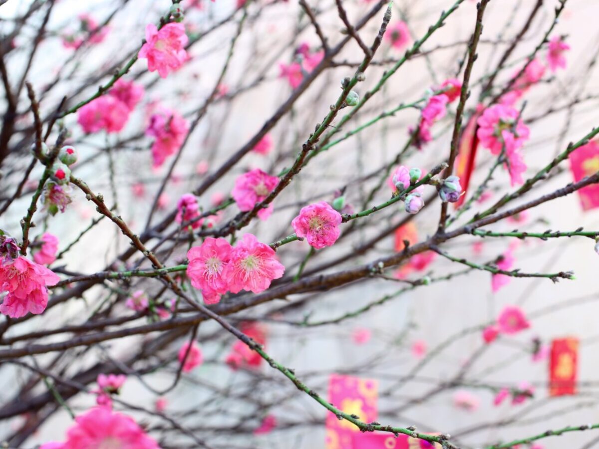 Chinese Flowers And Their Symbolism How To Send Flowers The Chinese