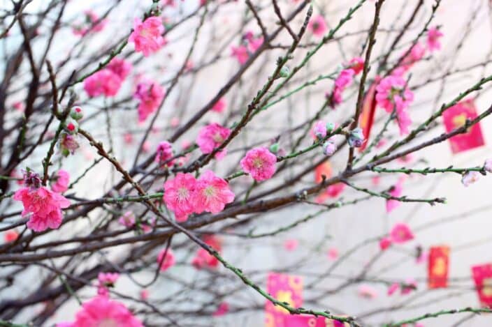12 Lunar New Year Flowers, Plants, Trees & Their Meanings In Chinese ...