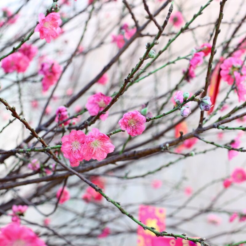 Chinese Beautiful Trees Flowers