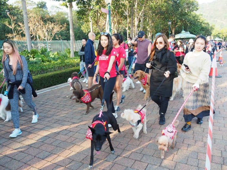 SPCA’s Dog-Walking Event, Dogathon, Scheduled For March 26 - The HK HUB