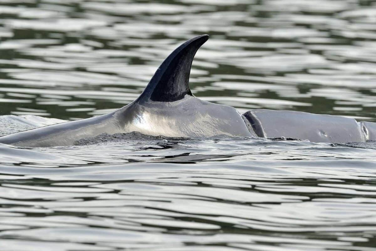Hong Kong Whale Spotted With Propeller Scars On Its Back, Marine ...