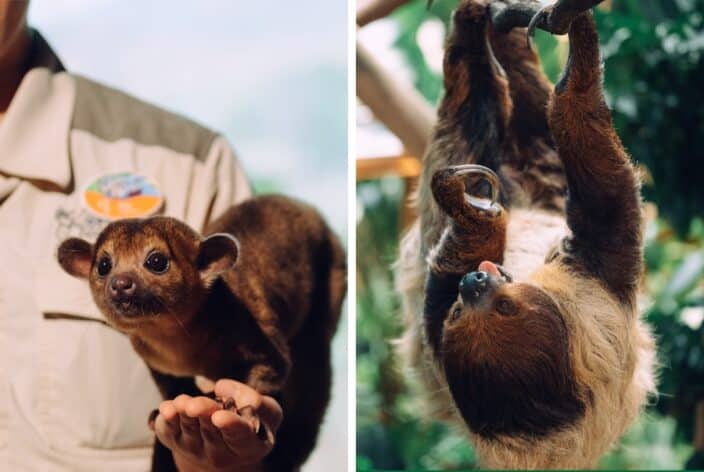Ocean Park Opens New Animal Exhibit Where Visitors Can Meet Sloths ...