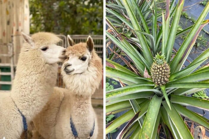 12 Best Farms In Hong Kong To Get In Touch With Nature - The HK HUB