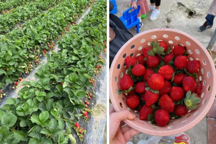 12 Best Farms In Hong Kong To Get In Touch With Nature - The HK HUB