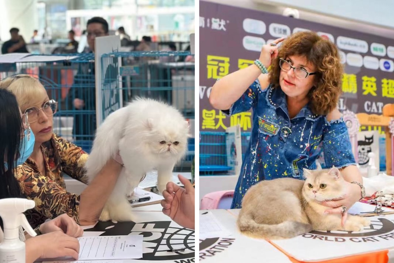 Hong Kong To Host World Cat Federation Competition For The First Time ...