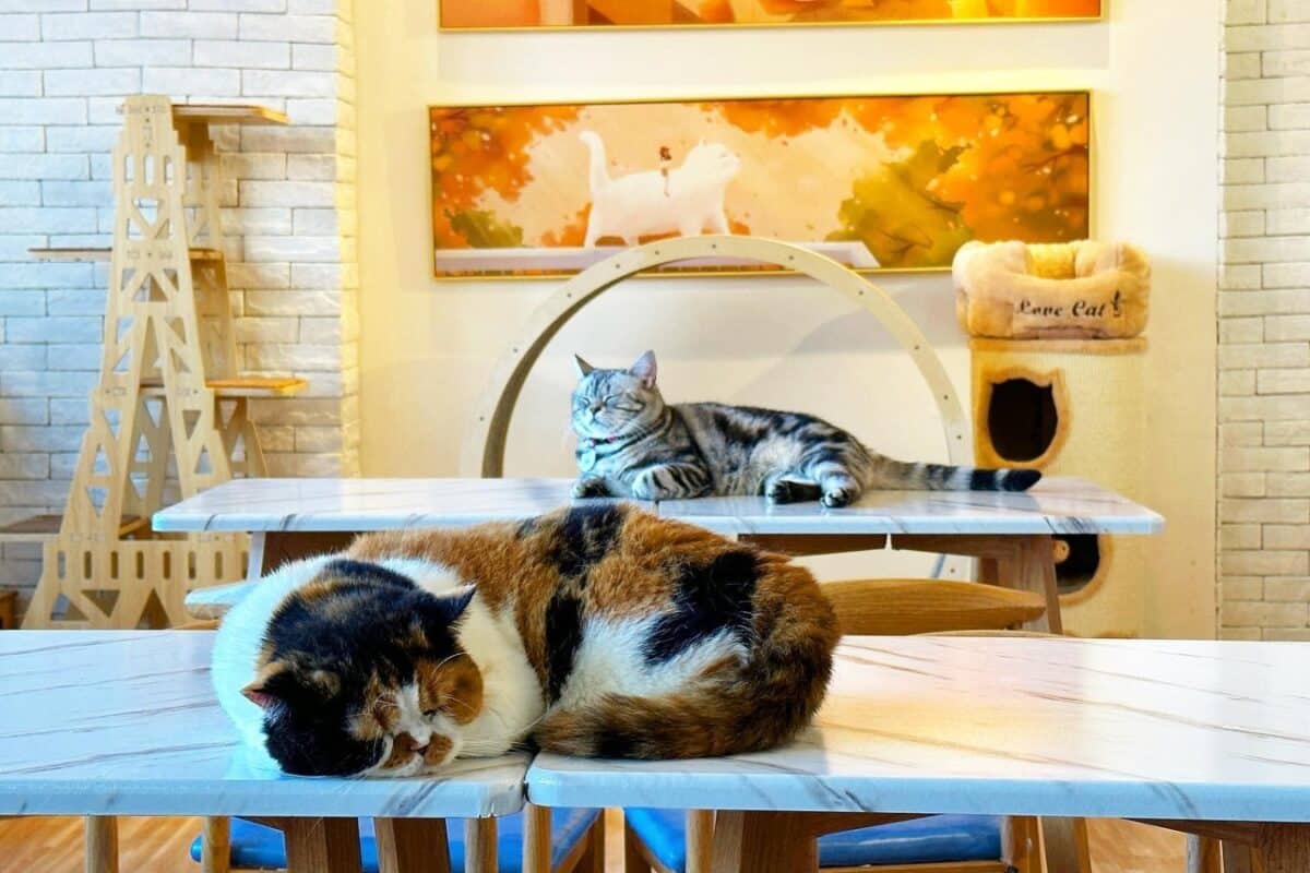 9 Cat Cafés In Hong Kong You Can't Miss (2026) - The HK HUB