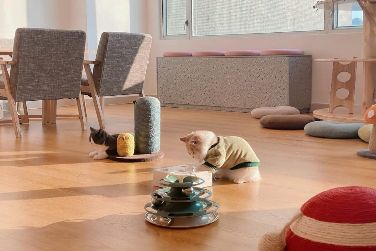 9 Cat Cafés In Hong Kong You Can't Miss (2026) - The HK HUB