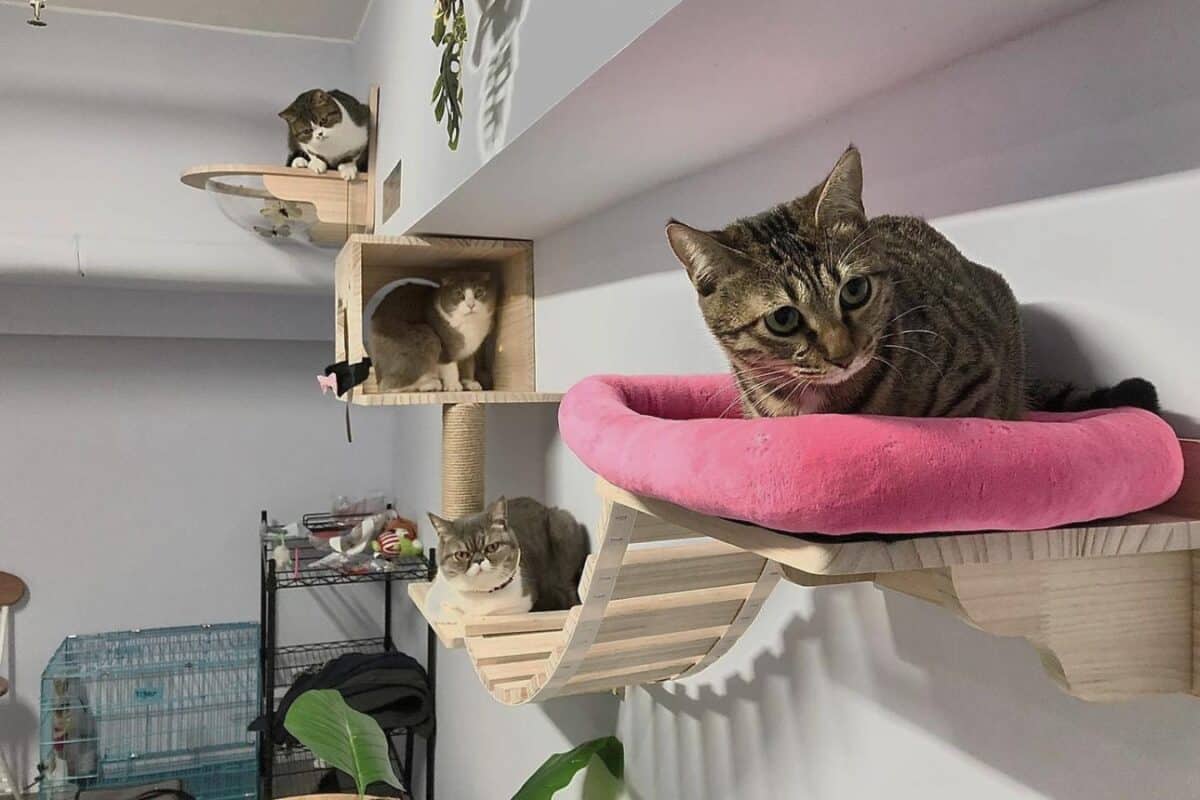 9 Cat Cafés In Hong Kong You Can't Miss (2026) - The HK HUB
