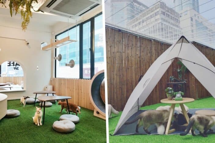9 Cat Cafés In Hong Kong You Can't Miss (2026) - The HK HUB