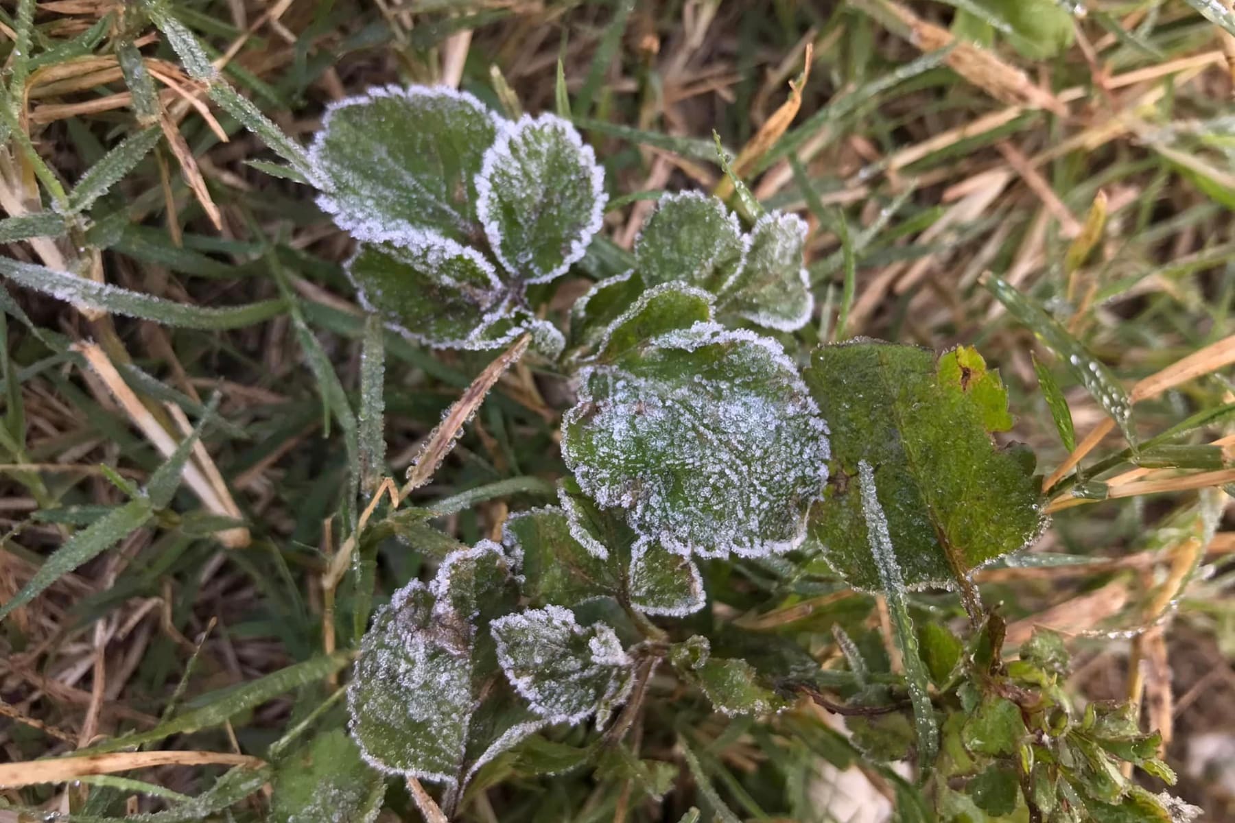 Hong Kong Observatory Issues First Frost Warning of 2024 - The HK HUB