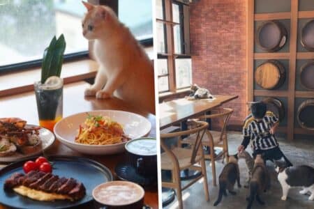 9 Cat Cafés In Hong Kong You Can't Miss (2026) - The HK HUB