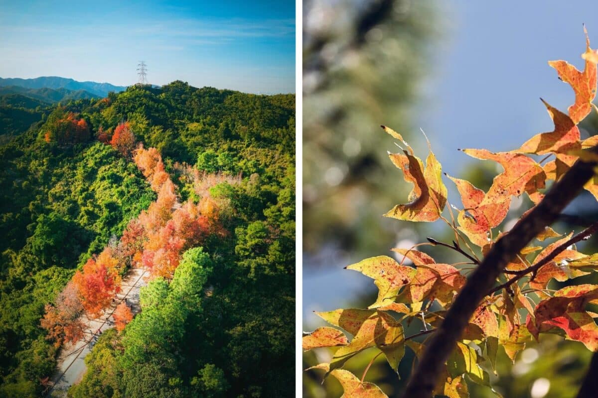Hong Kong’s Red-Leaf Season Begins As Tai Tong Sweet Gum Trees Start To ...