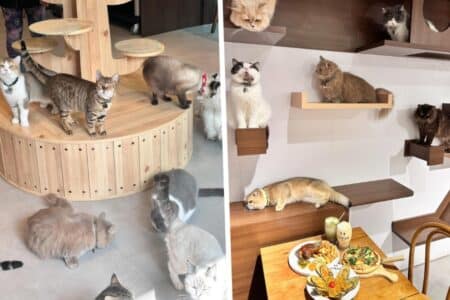 9 Cat Cafés In Hong Kong You Can't Miss (2025) - The HK HUB