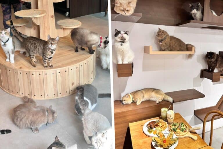 9 Cat Cafés In Hong Kong You Can't Miss (2026) - The HK HUB