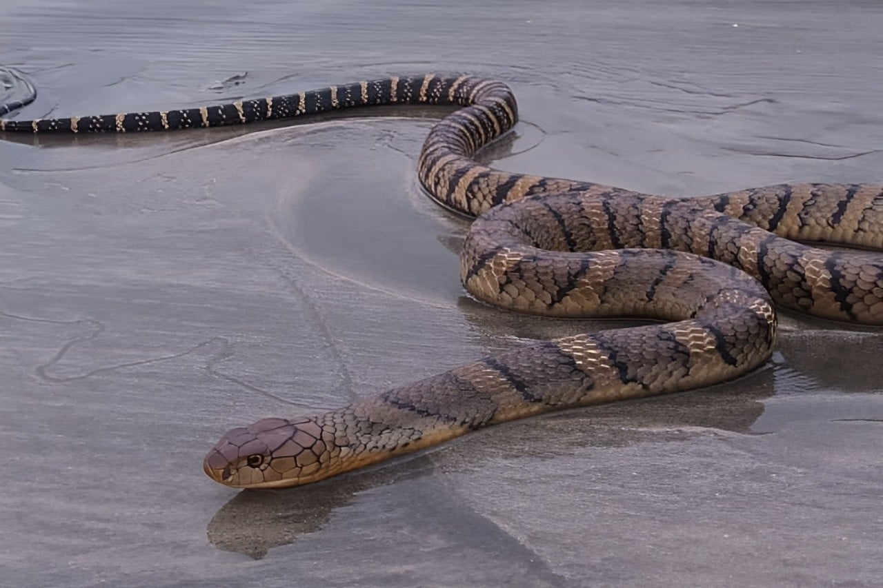 King Cobra Found On Pui O Beach & Relocated To Chi Ma Wan Country Trail ...