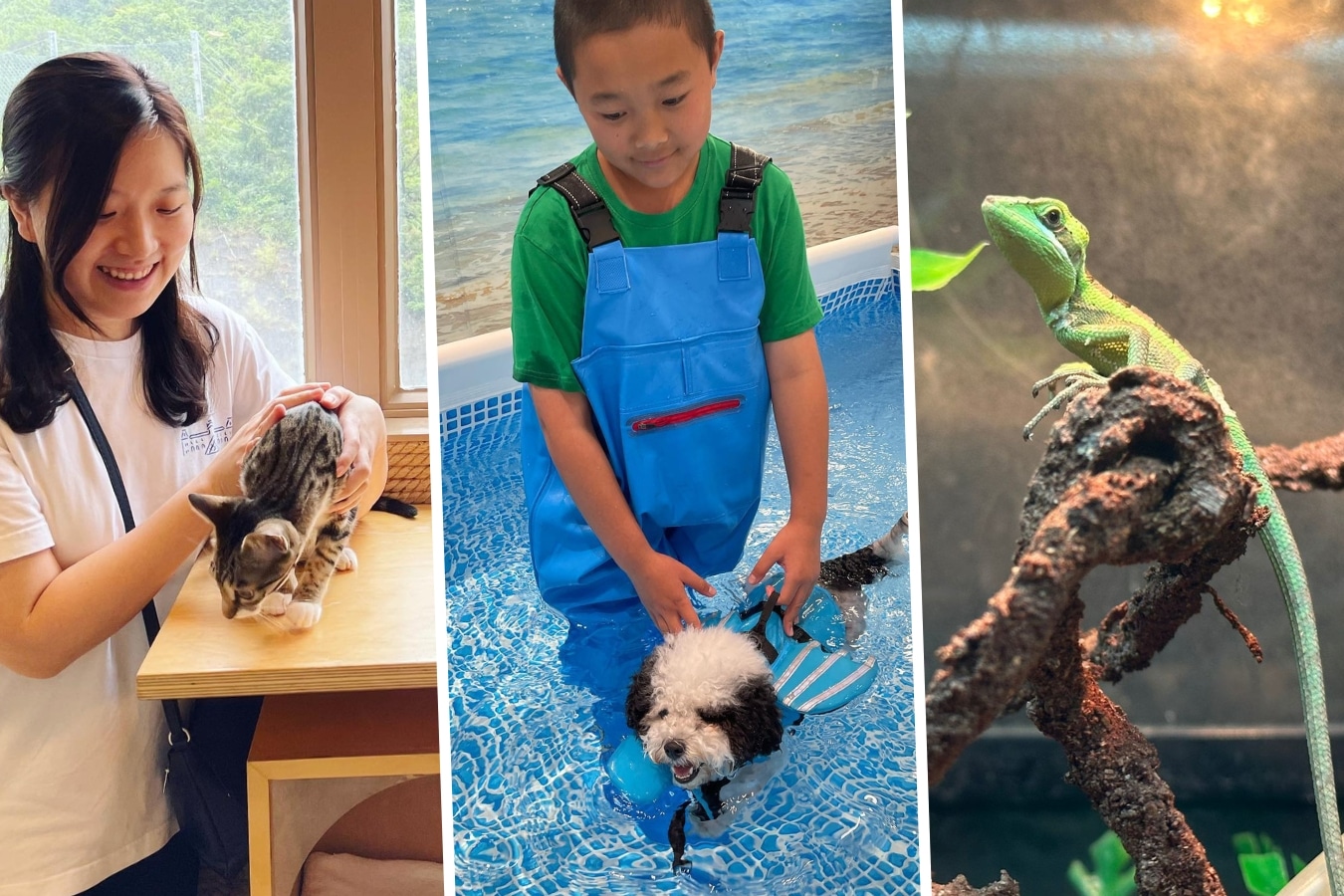 10 Best Pet Shops In Hong Kong (Updated 2026) - The HK HUB