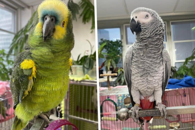 10 Best Pet Shops In Hong Kong (Updated 2025) - The HK HUB