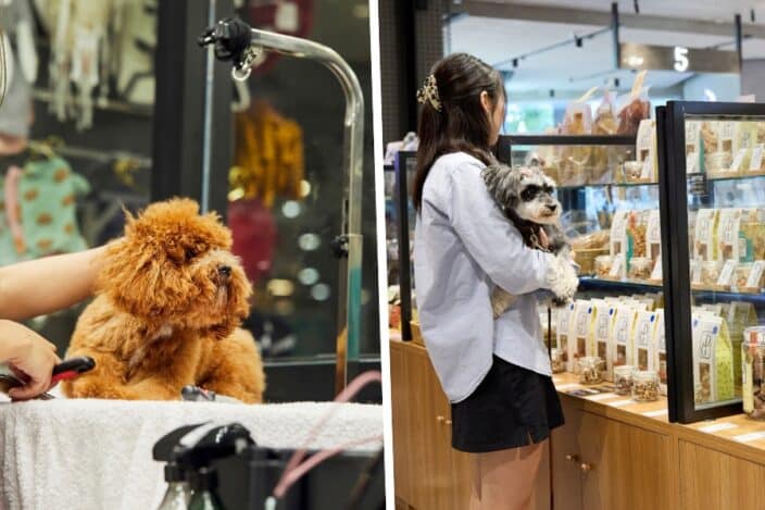 10 Best Pet Shops In Hong Kong (Updated 2026) - The HK HUB