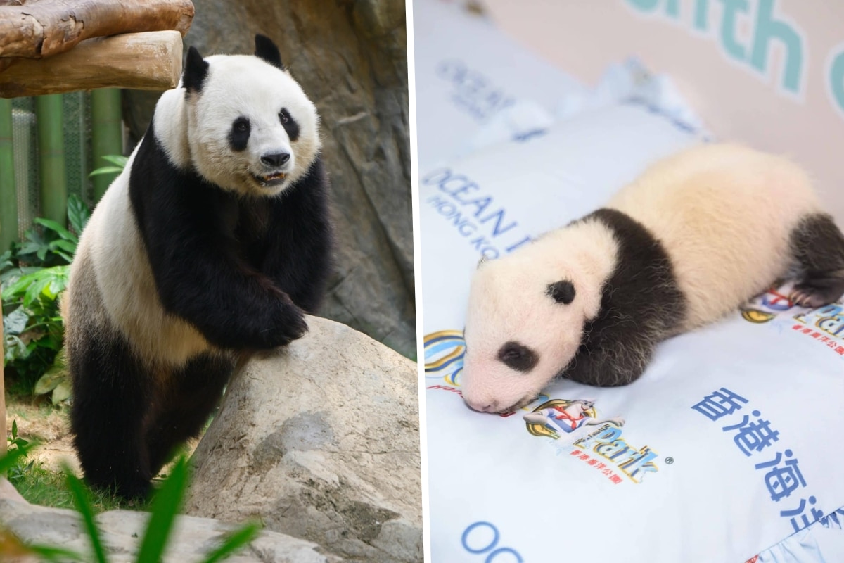 Ocean Park Visitors Can See Hong Kong’s 4 New Pandas by Early 2025 - The HK HUB