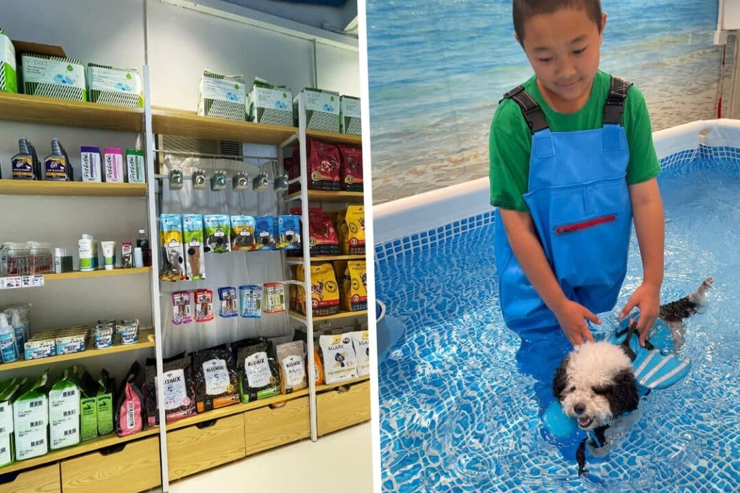 10 Best Pet Shops In Hong Kong (Updated 2026) - The HK HUB