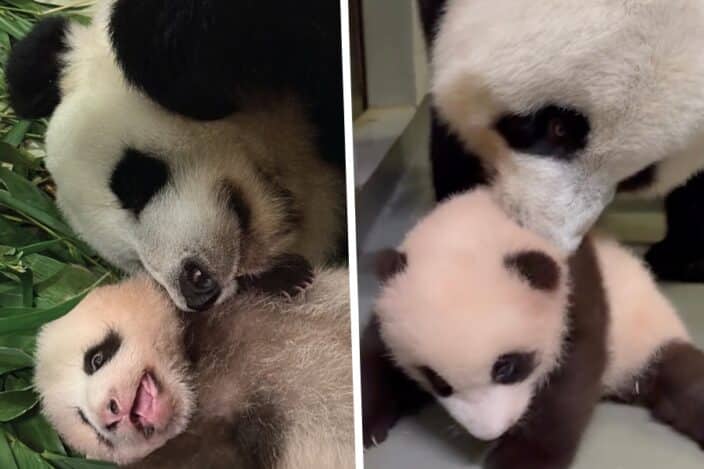 Hong Kong’s New Pandas Ready to Meet Ocean Park Visitors on December 8 ...
