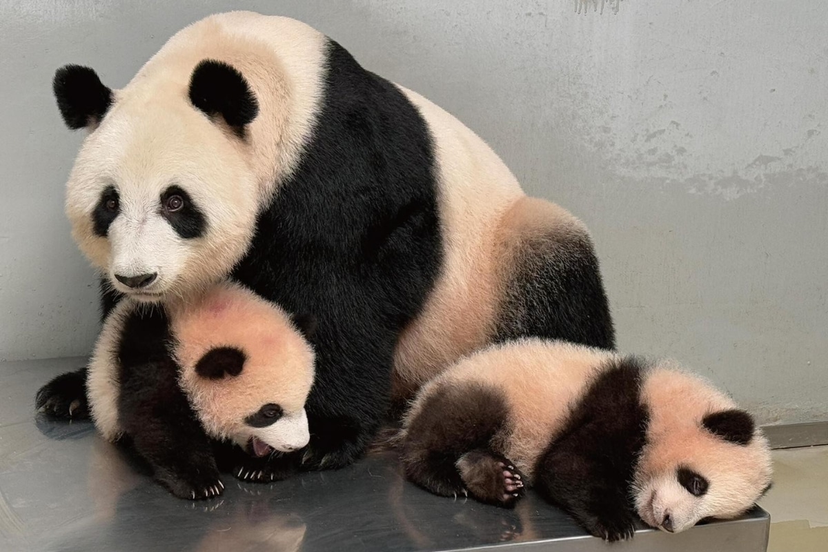 Hong Kong-Born Twin Pandas to Make First Public Appearance on February 16 - The HK HUB