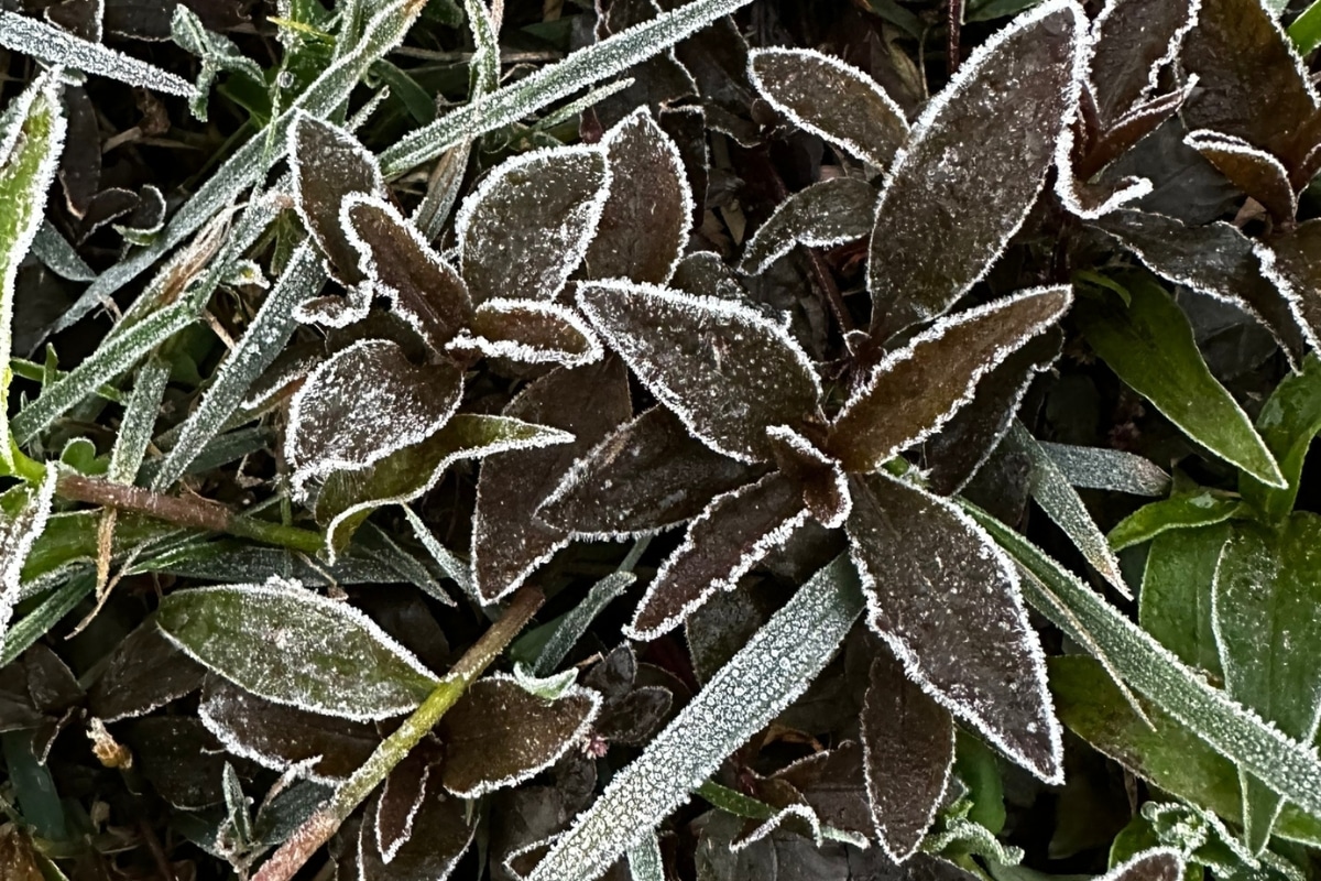 Hong Kong Observatory Issues First Frost Warning of 2025 - The HK HUB
